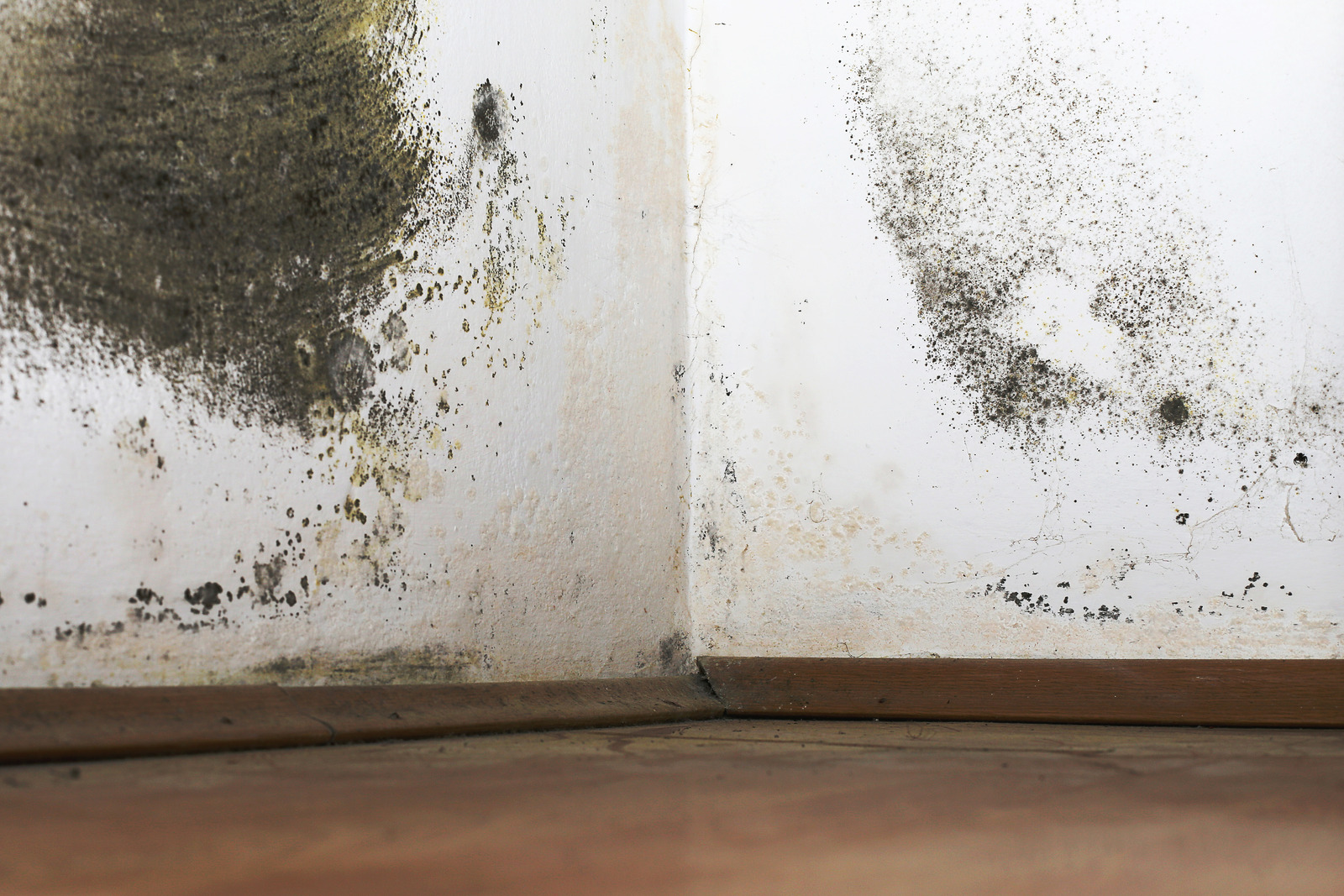 Understanding Mold: What Creates Mold Indoors? - MMW